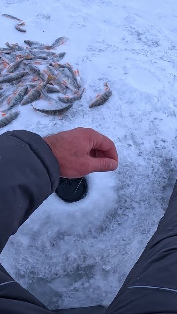 клюёт один за одним