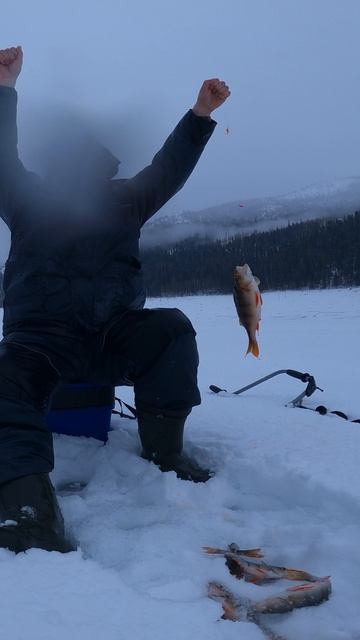 зачетный окунь