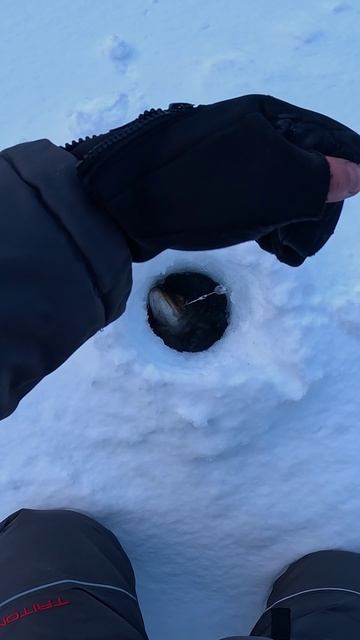 КАНТЕГИРСКАЯ ЩУКА