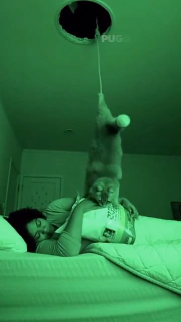 ОМГ КОРМ М..М..М