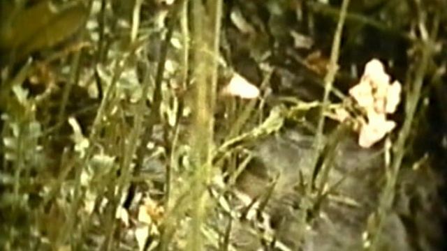 Горы ждут Архыз 1989 Мачкарин В