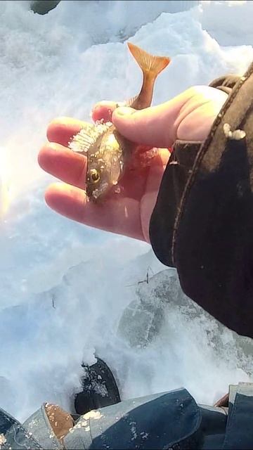 Голодный окунь вылетел из лунки! Ловля окуня на блесну зимой 2026!