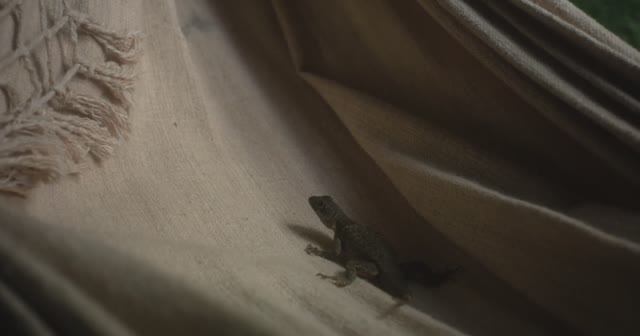 Ящерица на гамаке