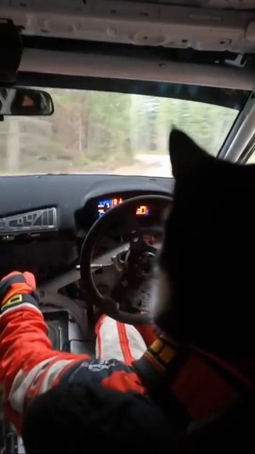 Пушистый гонщик 🏎️