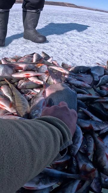 ДО УСРАЧКИ НАРЫБАЧИЛИСЬ...