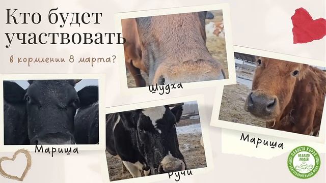 Друзья, 8 марта у нас будет онлайн-кормление. Кого будем кормить? Пишите имя коровы в комментариях