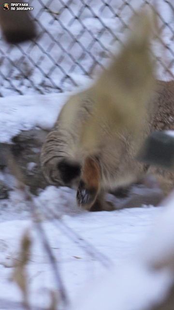 Манул Жора что-то ищет в своем вольере. Новосибирский зоопарк