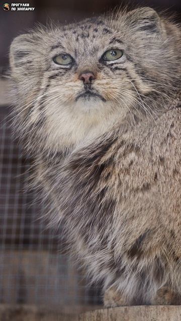 Манул Намика вышла из вольера Свэна и остановилась подумать о жизни. Ленинградский зоопарк