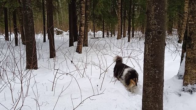 Прогулка в Баболовском, март 26