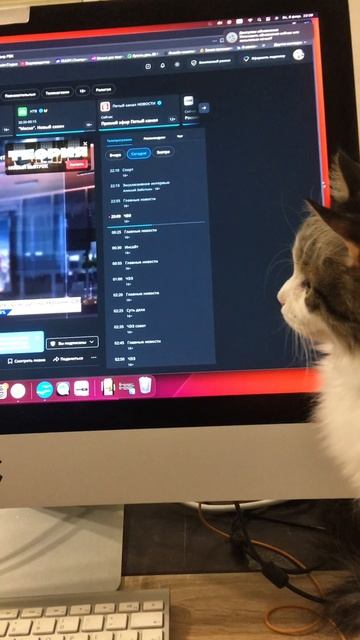 Какой канал смотрит кот Мася ❓