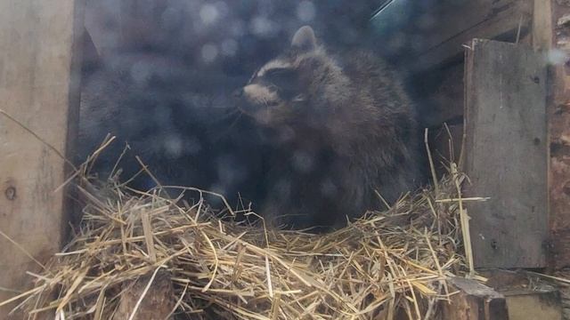 Иркутский зоопарк. Замороженный Енот