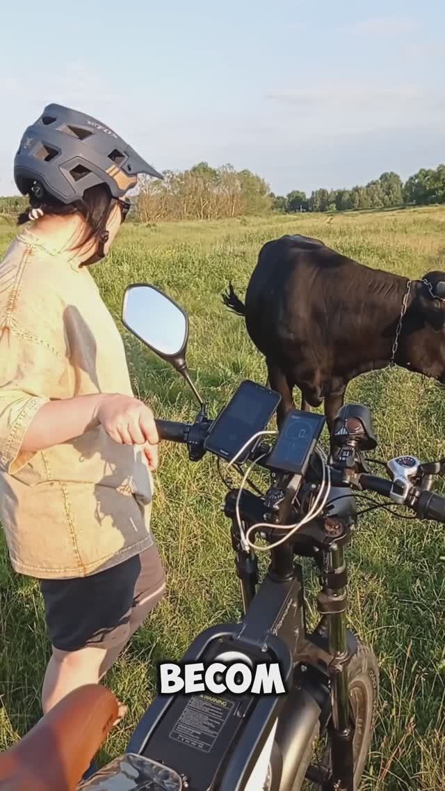 Что делать если на покатушке встретил в поле быка