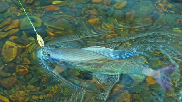 "КИНОТЕАТР РЫБОЛОВА" Невероятный Алтай. Часть 1: «Озеро Уткуль. Зимние жерлицы летом!»