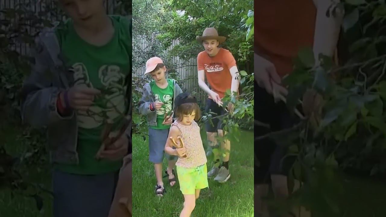 Наливные яблочки. Shorts