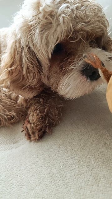 Спарконий 🐶👍❣️