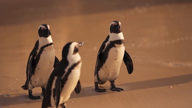 Три пингвина