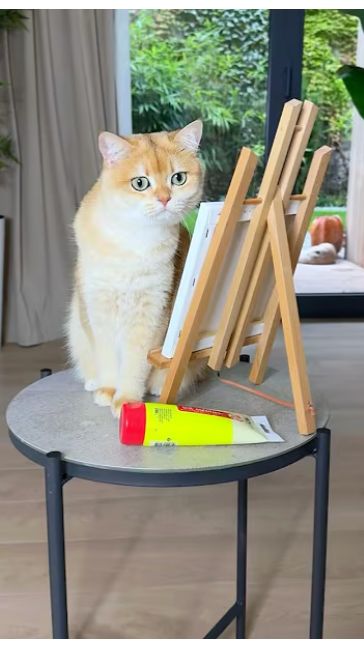 Случайно испачкала футболку краской 😬 #кот #котики #кошка