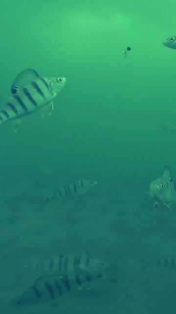 КОРОТКОМЕТРАЖКА