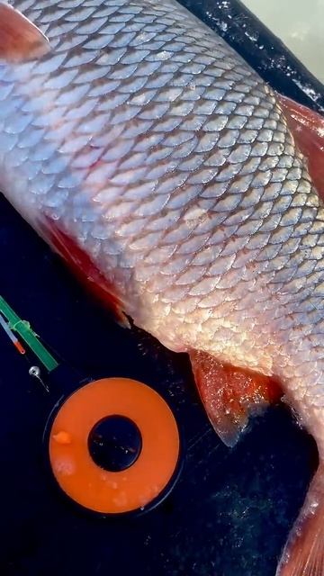 Какой вес, эксперты_ #рыбалка #рыбалканаозере #fishing #подпишись #рыба #зимняярыбалка