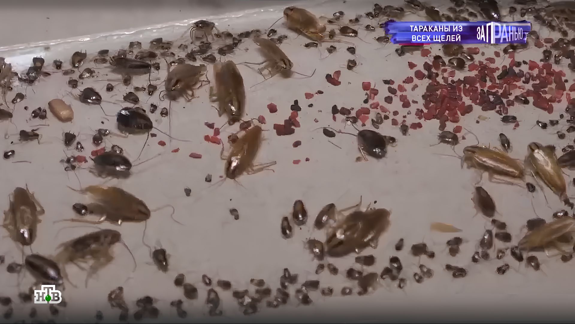 Как избавиться от тараканов в «нехорошей» квартире? «Добролов» на НТВ в борьбе с тараканами