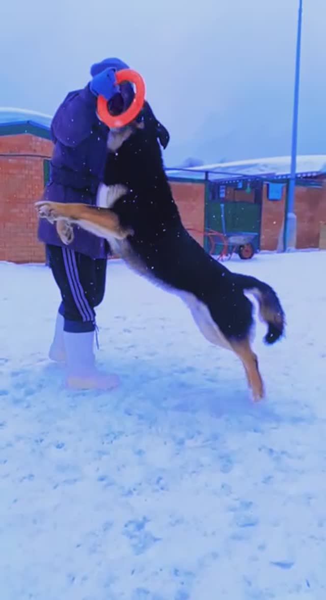 "Как грациозно начать март? МК от Люси и Князя" ❥ Приют в Малинках #приютдляживотных