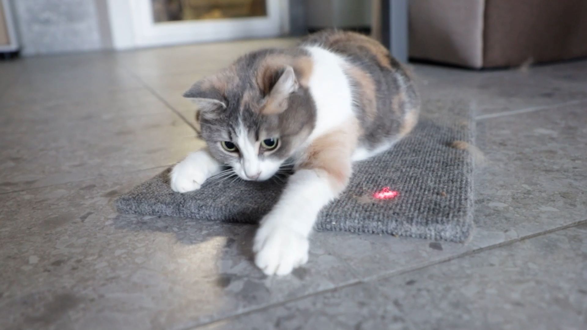 В центре помощи животным «Джульбарс» ждут своего человека более 50 кошек