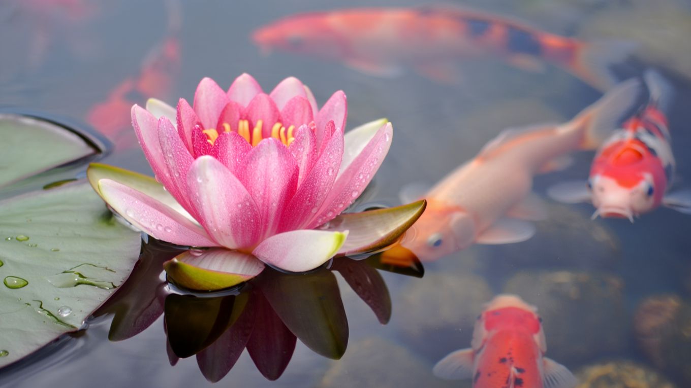 ✧ Эмбиент  музыка для медитации, учебы, работы, сна и расслабления  |  Aquatic Zen