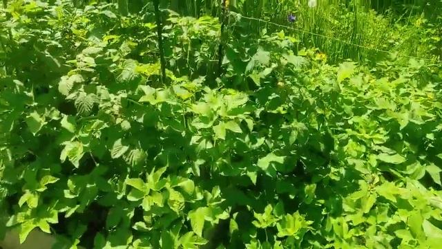 39-Дача..А ежевика то с цветочками😁ох поедим ягод!13.06.22.