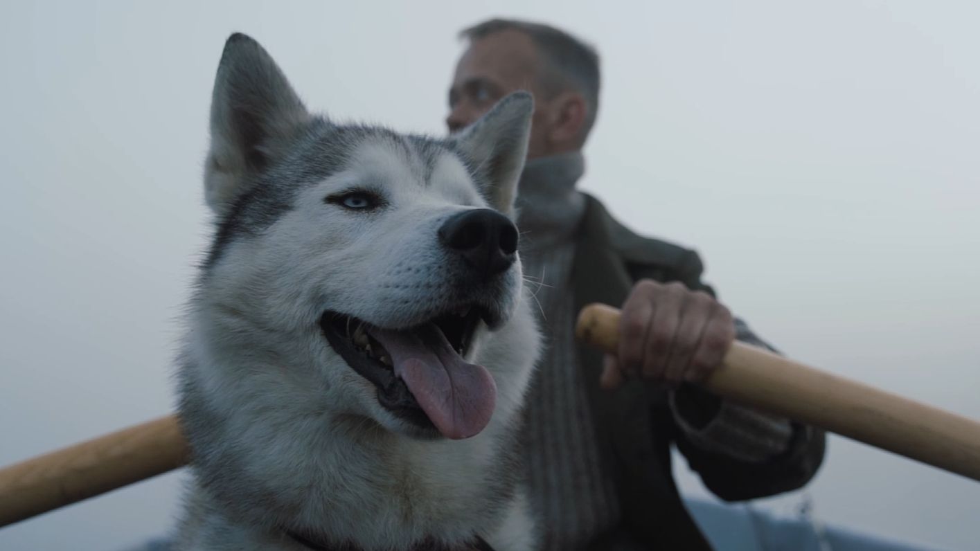 Мясо для собак