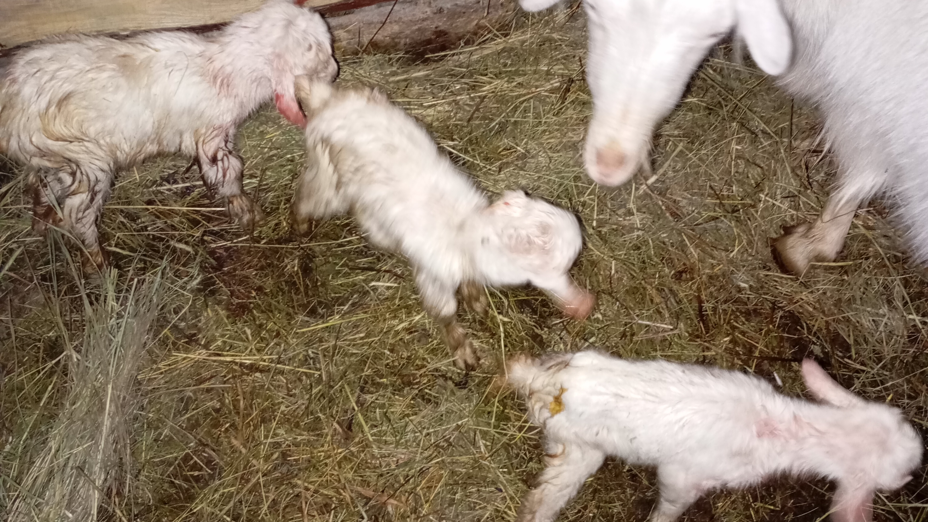 4.03.2026г.  ЗНАКОМЬТЕСЬ Первая тройня: козочка и два козлика 🐐