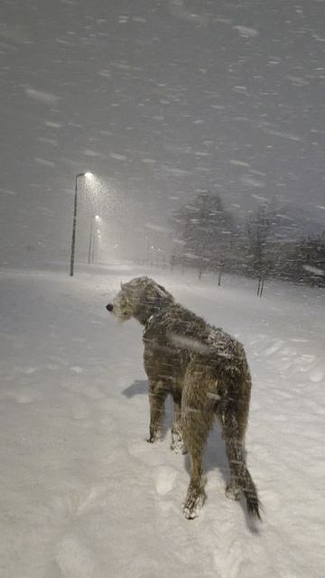 Зимняя прогулка  ❄❄❄ Ирландский Ром Из Волшебного Леса 🍀