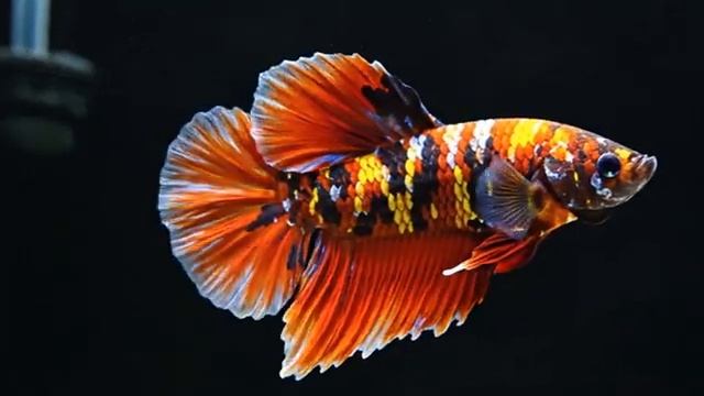 Betta Fish 4K Aquarium 🐟 Relaxing Screensaver for Calm & Focus