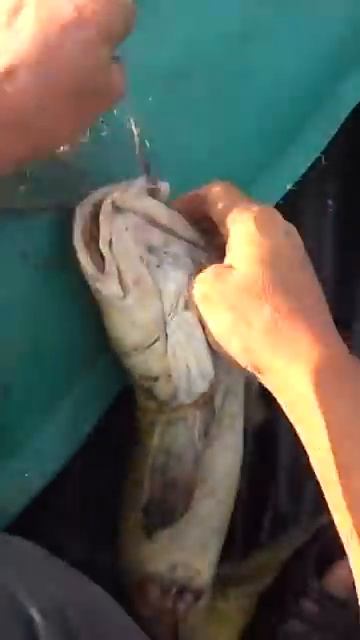 Вот это гигантский Крошнозерский налим! shorts