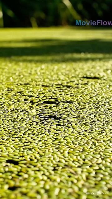 Лягушки-переростки.