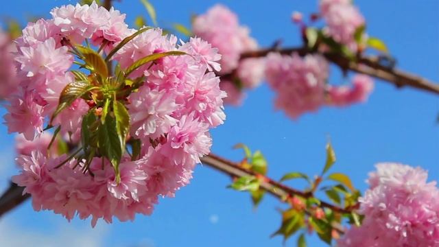 Вальс среди пробуждающейся природы