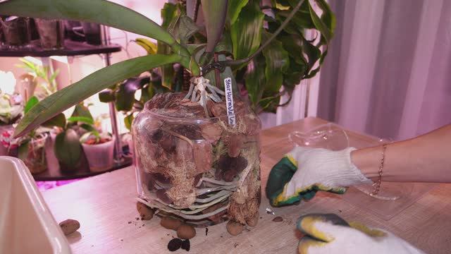 Ужас после пересадки орхидеи 😧 Мистика Барабашка поиграл 🤔