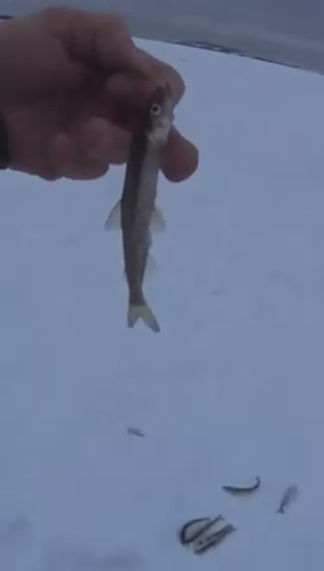 Он сам стал добычей shorts