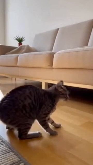 Кот-сурикат 😹