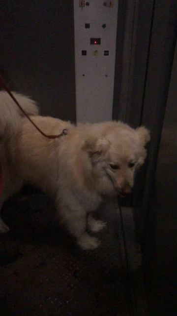 Ричик в лифте