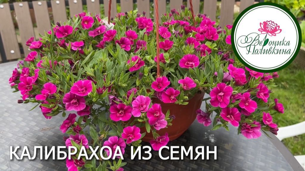 КАЛИБРОХОА  ИЗ СЕМЯН