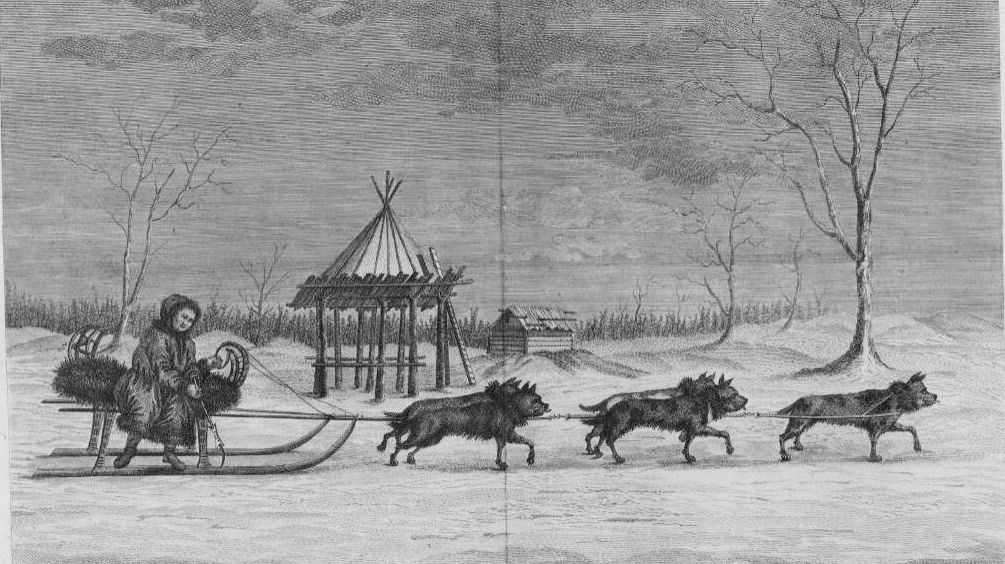 История ездовой собаки. Часть 2