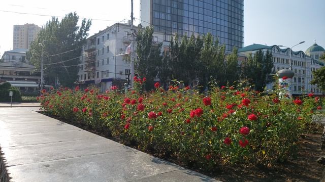 Donetsk-4K-rozy-DNR