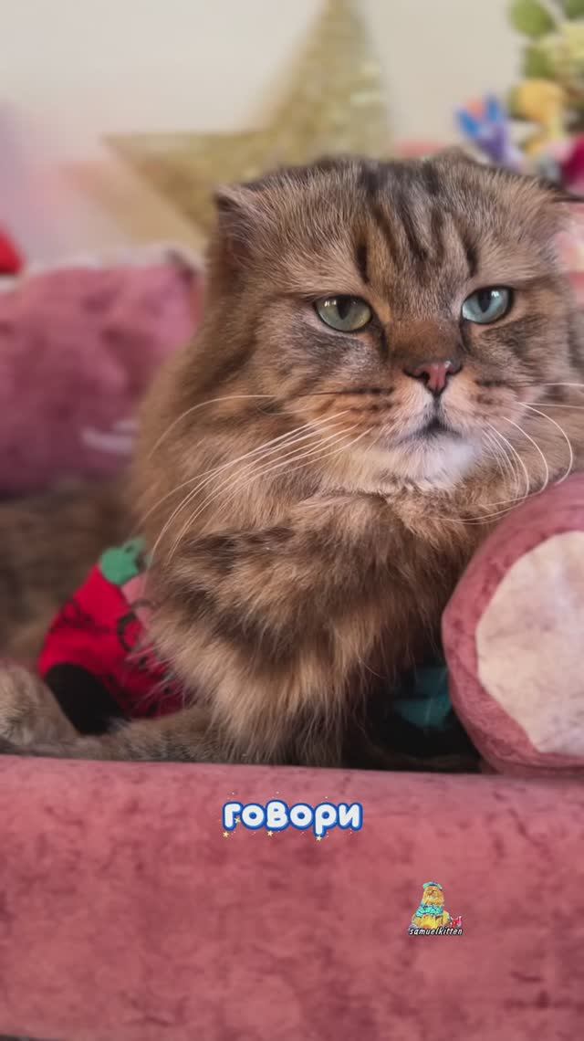 Девочки такие девочки!🌷😹 #котики #юмор #8марта