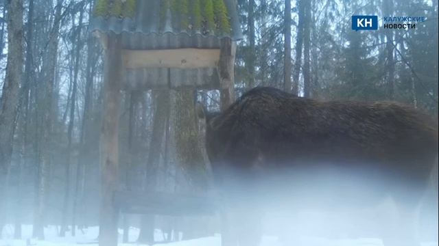 В калужском заповеднике лось надышал на камеру.