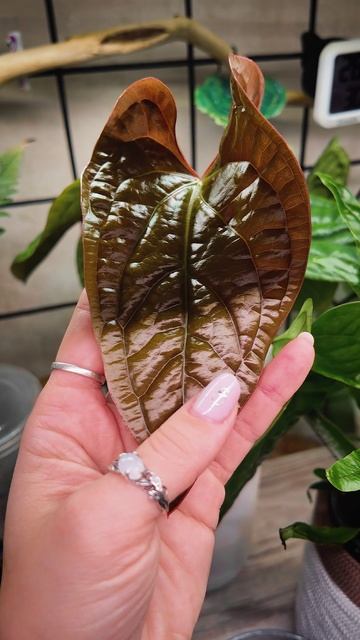 Яркие листики-сердечки от АНТУРИУМОВ ❤️💚#комнатныерастения #антуриум  #plants