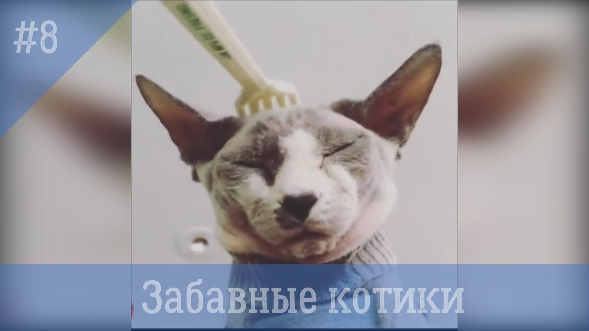 Забавные котики #8. Самые смешные видео с котами и кошками.