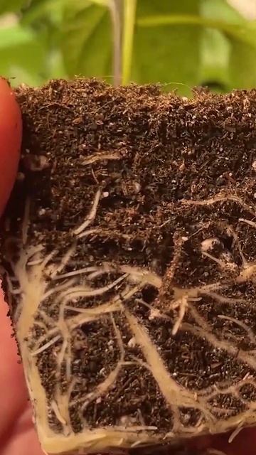 КАКОЙ ГОРШОК НУЖЕН ПЕРЦУ