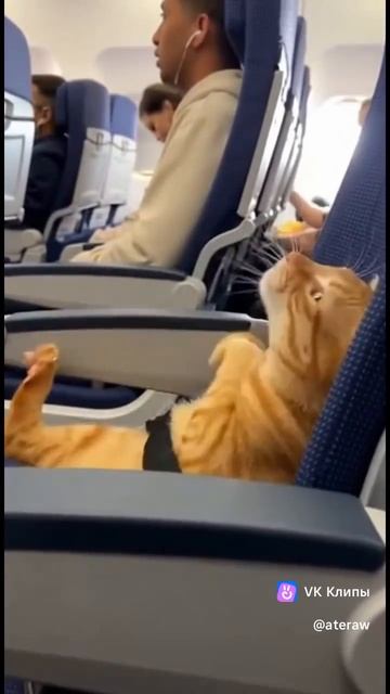 У кошки терпение лопнуло