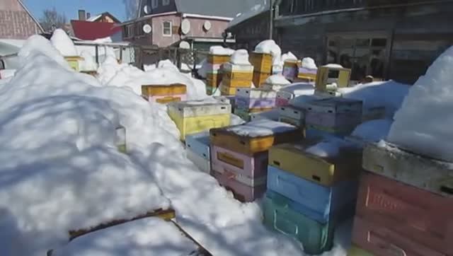 ответы на вопросы - про утепление пчел в марте, за и против , 6.03.2026