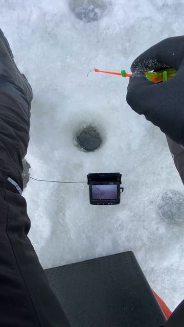 Про рыбалку #окунь #рыбалка #блесна